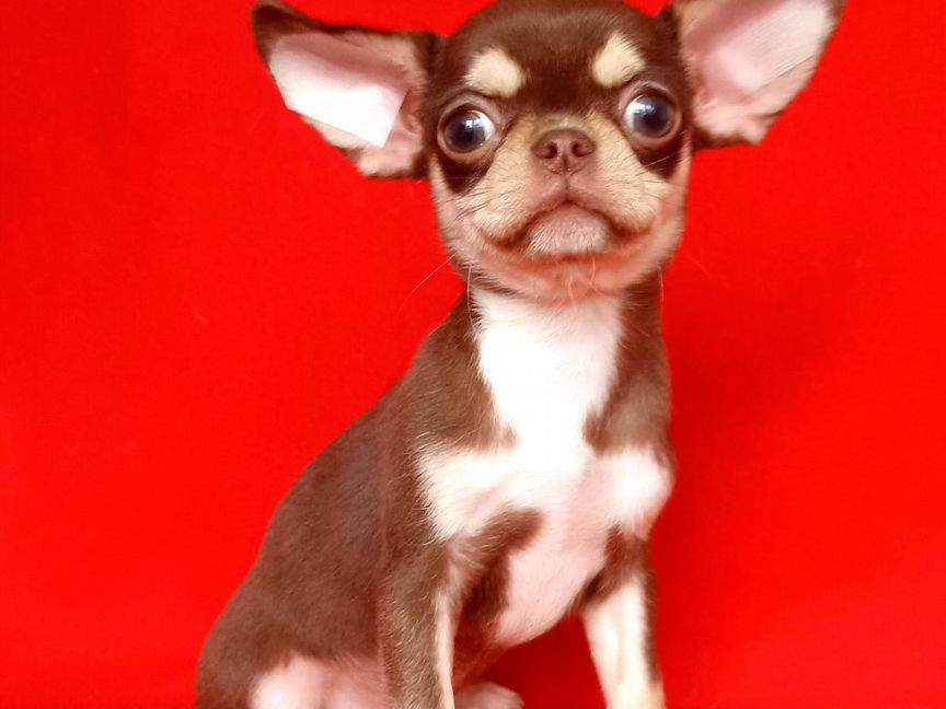 Красотка шоколадка чихуа