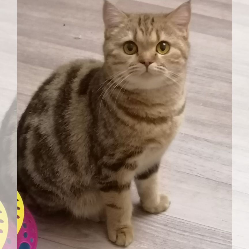 Британская короткошёрстная, взрослая кошка