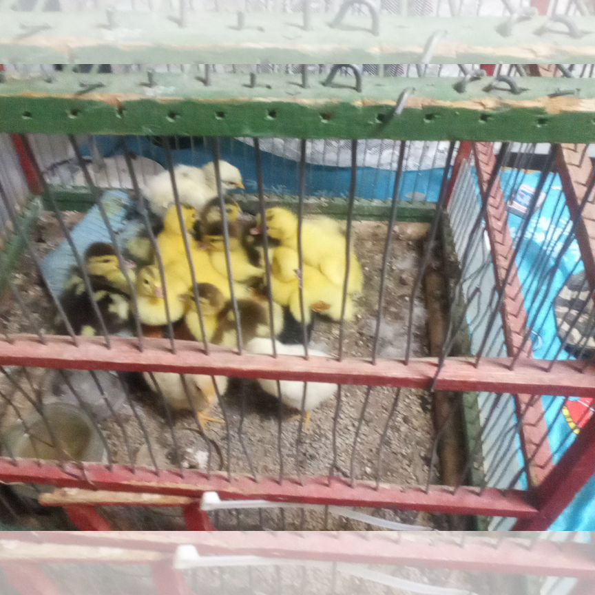 Индоутята суточные