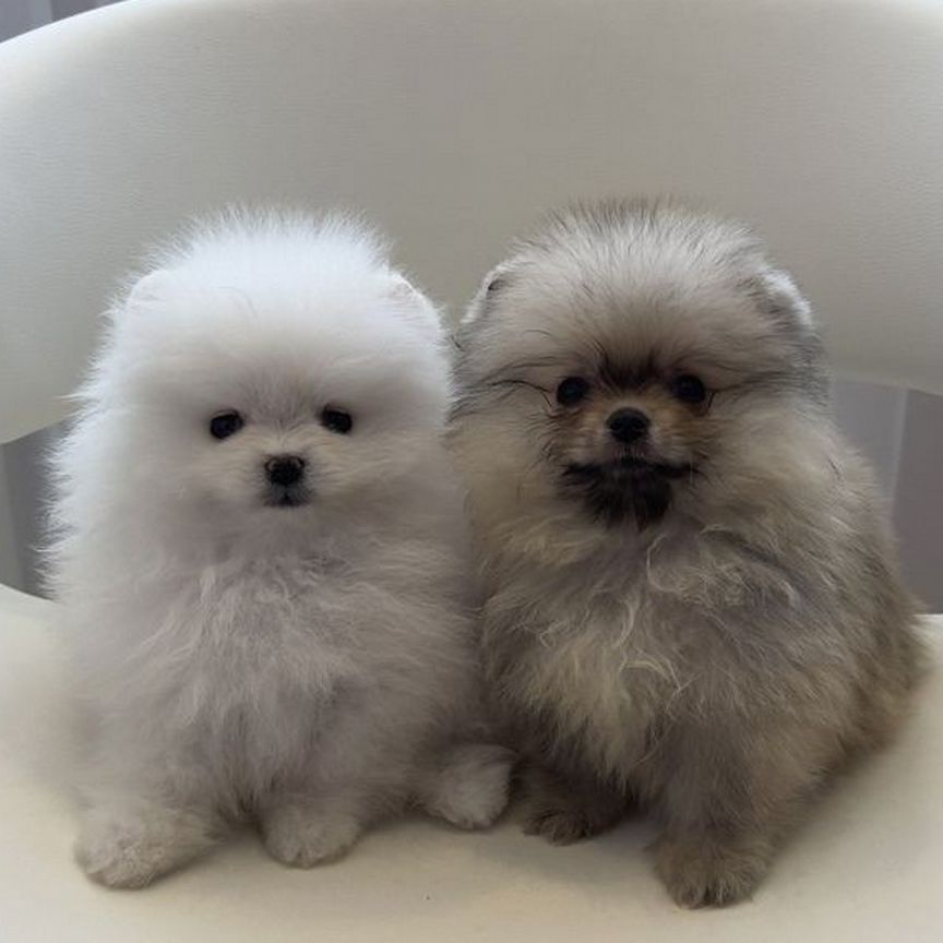 Померанский шпиц, щенок