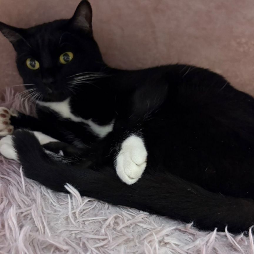 Взрослая кошка в добрые руки