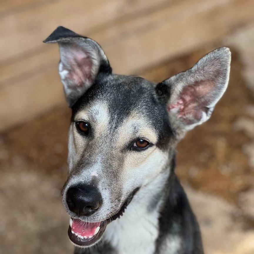 Собака в добрые руки