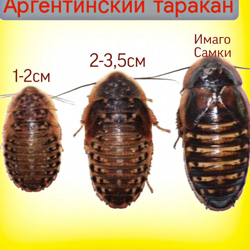 Аргентинский таракан Blaptica Dubia