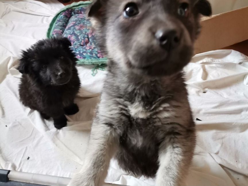 Щенки мальчики в добрые руки бесплатно