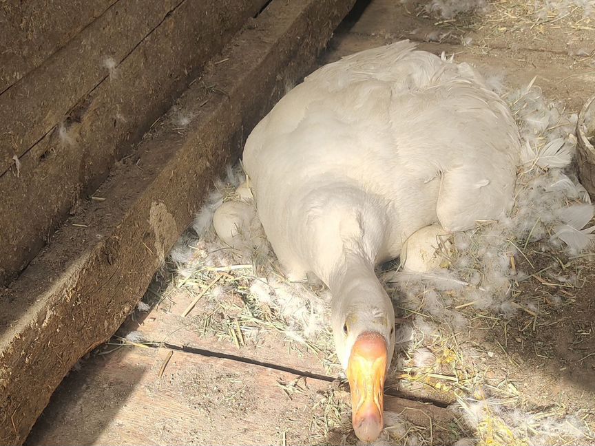 Семья гусей Линда