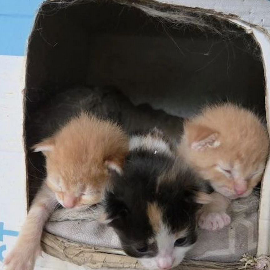 Котёнок в добрые руки