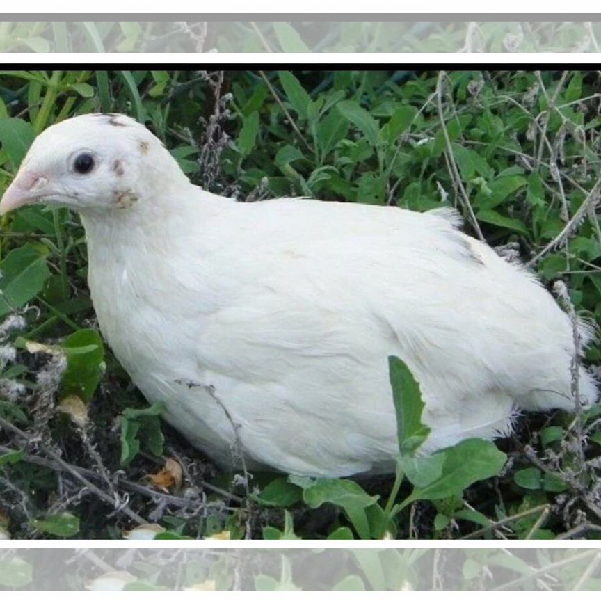 Перепела(самцы)