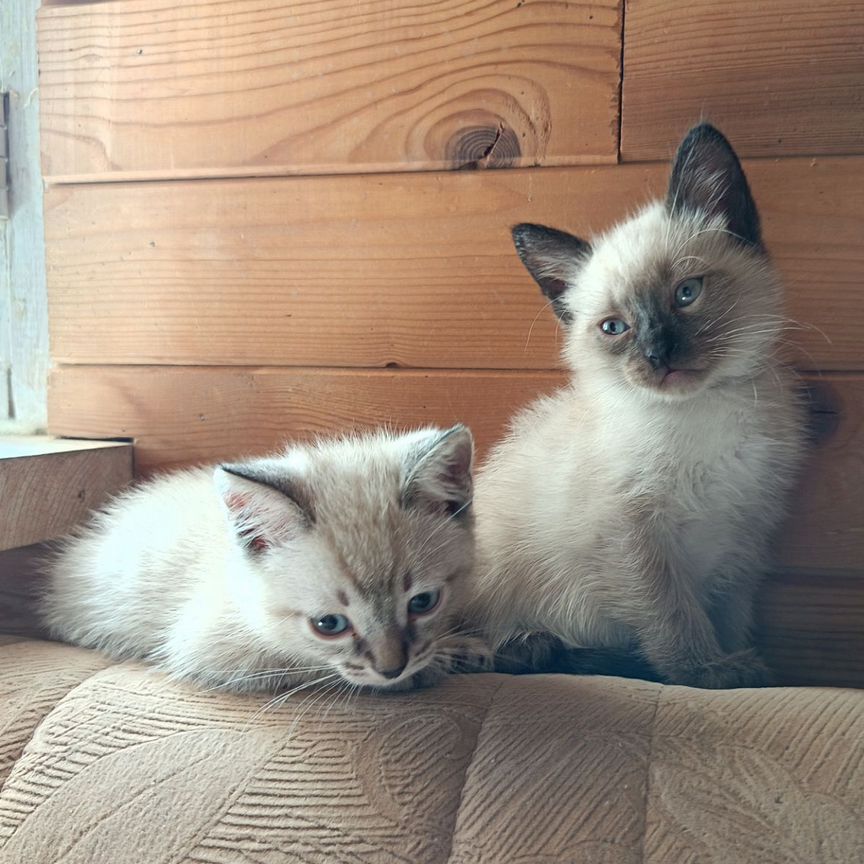 Тайский котёнок