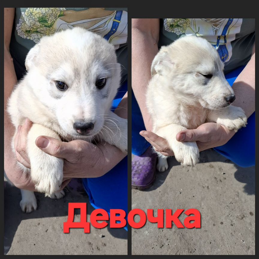 Отдаю бесплатно