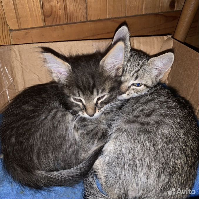 Спасенный котенок, мальчик (кот)