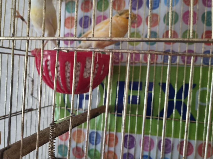 Кенара и канарейки