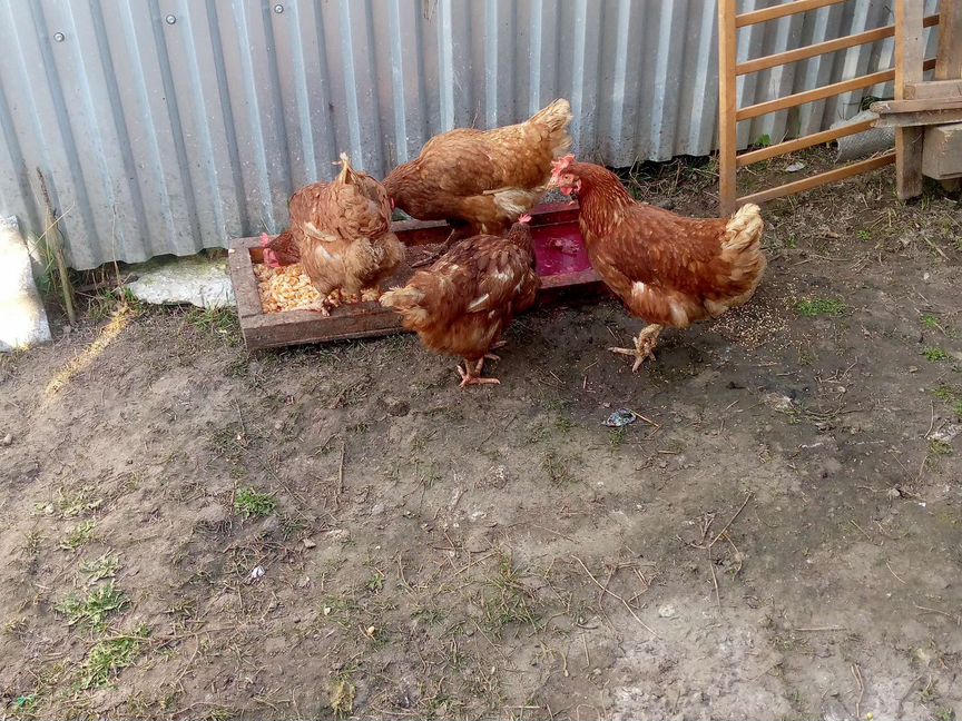 Куры несушки