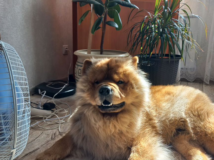 Чау-чау вязка
