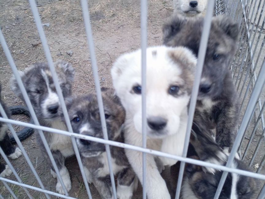 Среднеазиатская овчарка