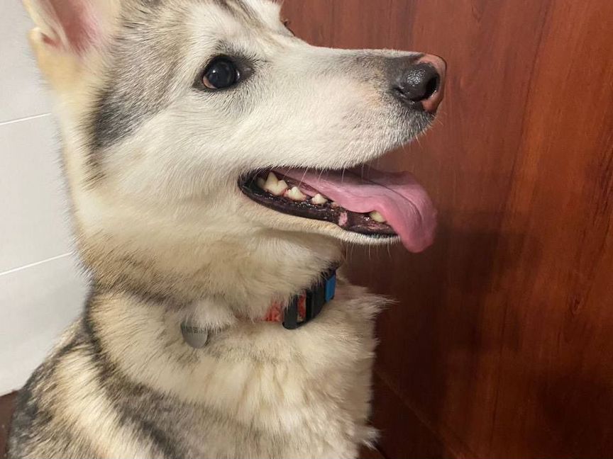 Собака в добрые руки