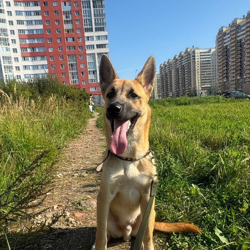 Собака в добрые руки