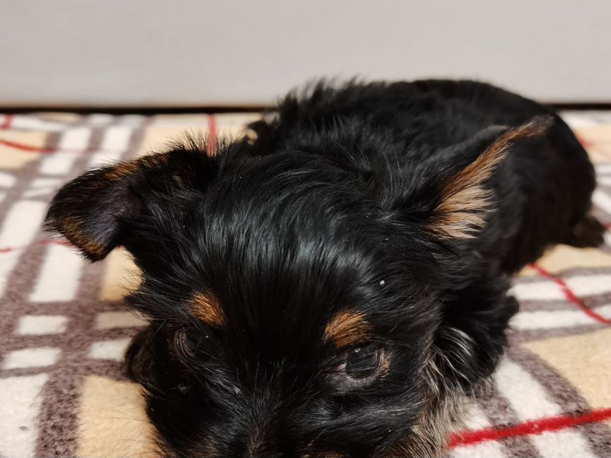 Йоркширский терьер щенки