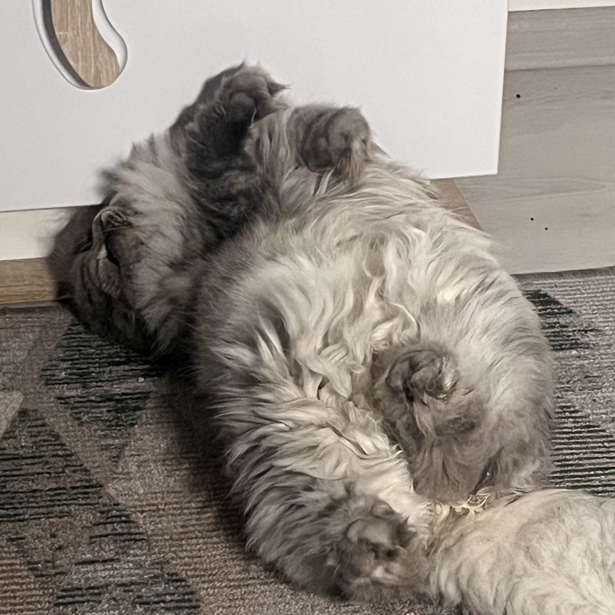 Взрослый кот в добрые руки