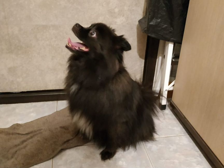 Найден чёрный шпиц, мальчик. Район Ховрино