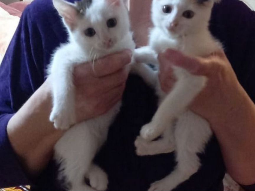 Чистокровные дворяне