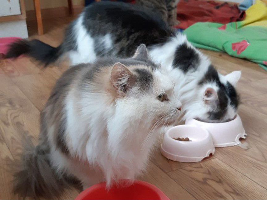 Кошечки из приюта ищут дом