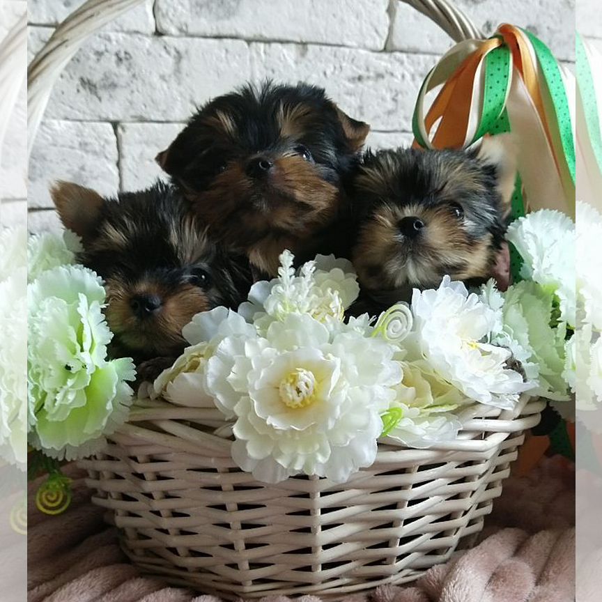 Йоркширский терьер, щенок