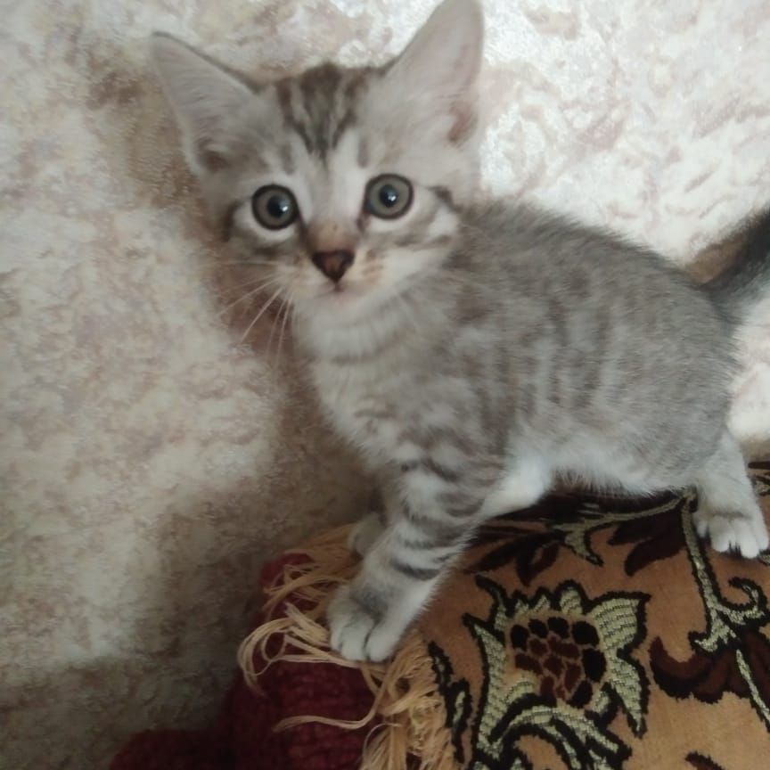 Отдам котят