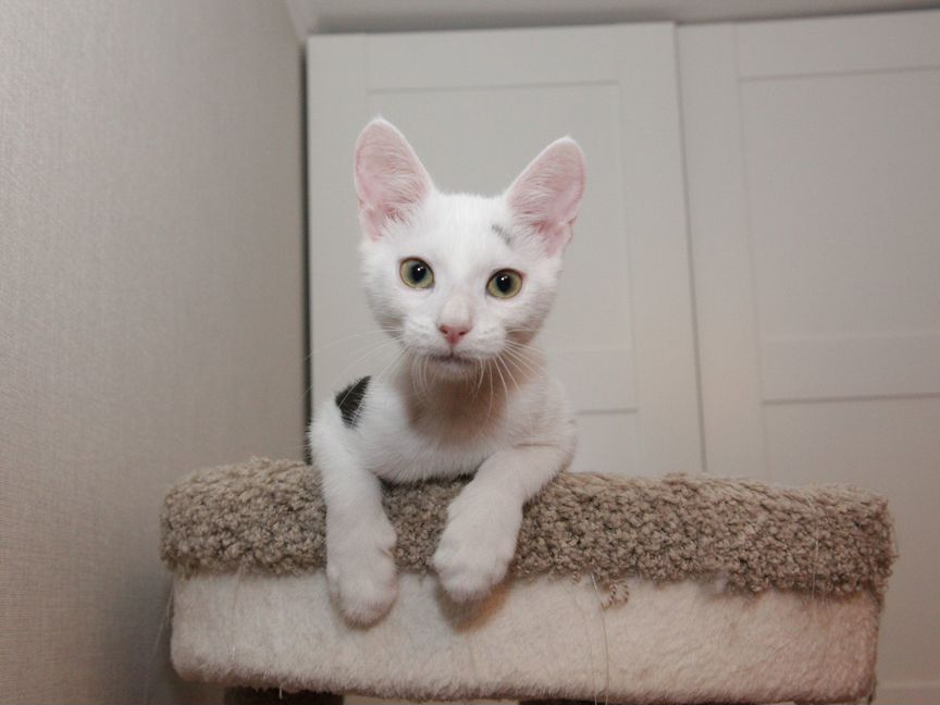 Котенок в добрые руки Семка