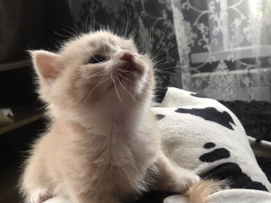Котята в добрые руки 1 месяц
