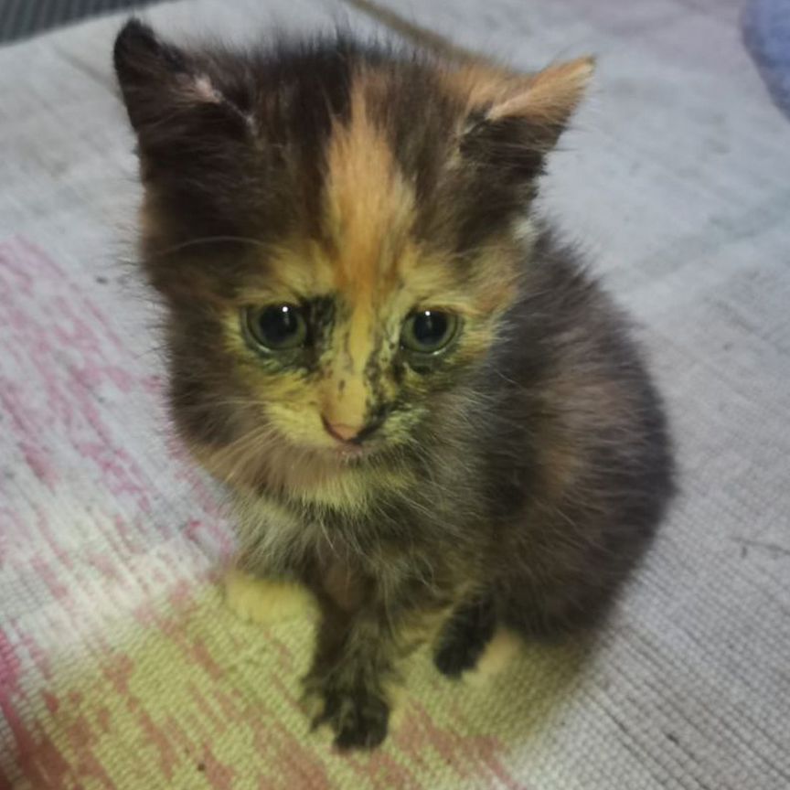 Котята