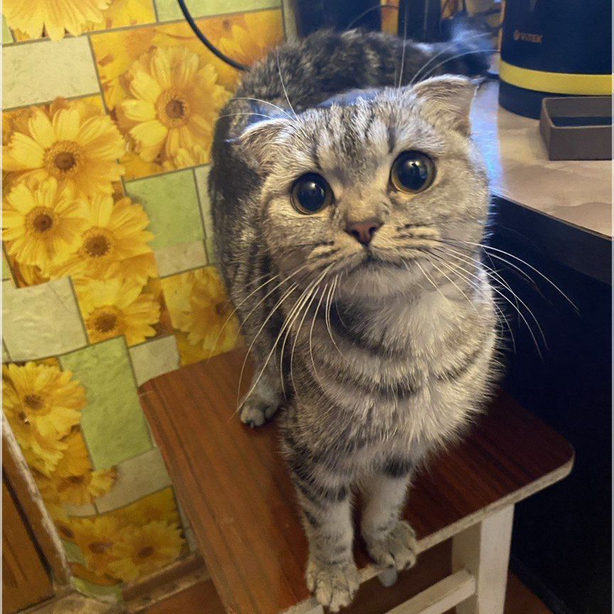 Кошечка в добрые руки