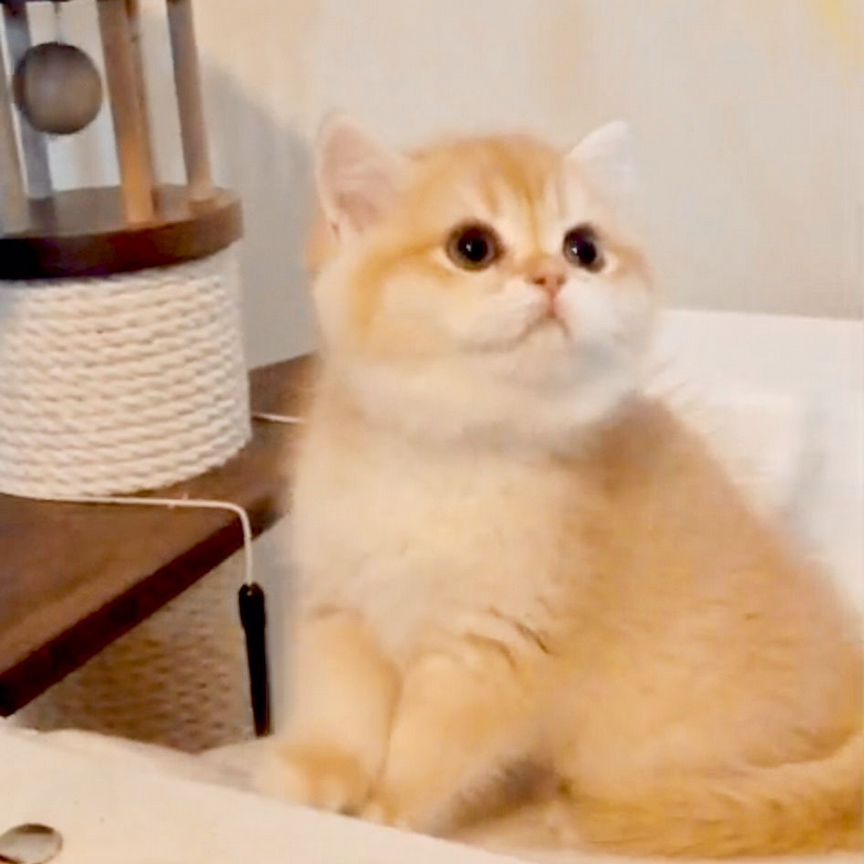 Девочка ny 12