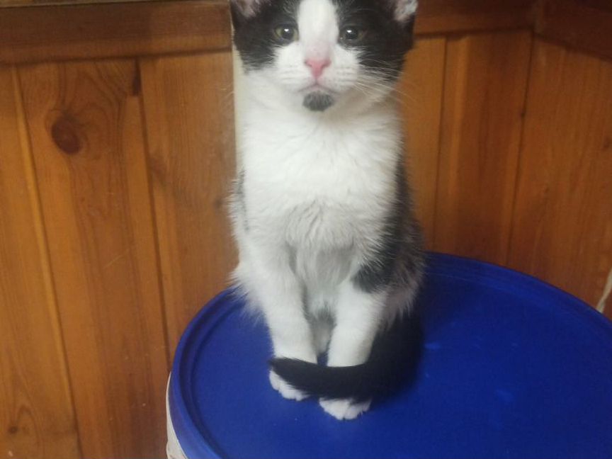 Мальчик котик