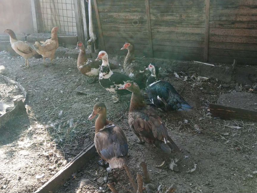 Мускусные утки тяжелые линии