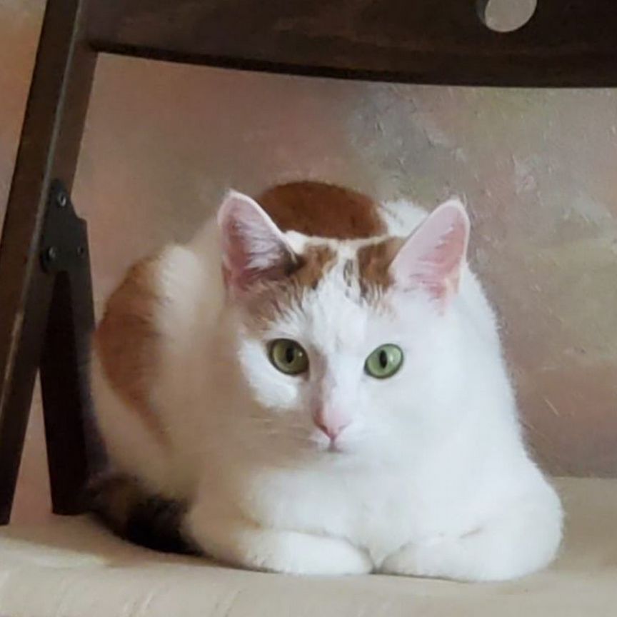 Кошка Милка