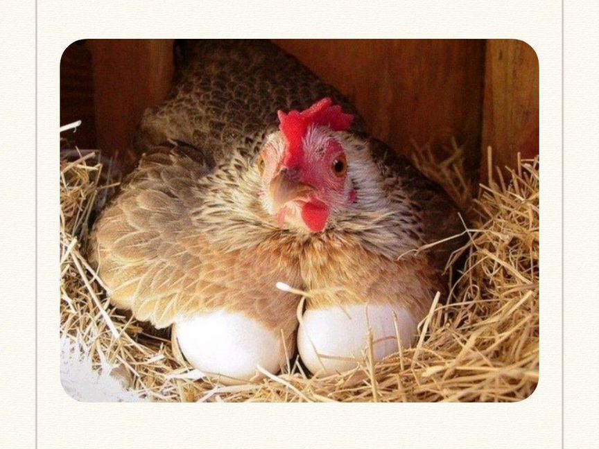 Куры наседки