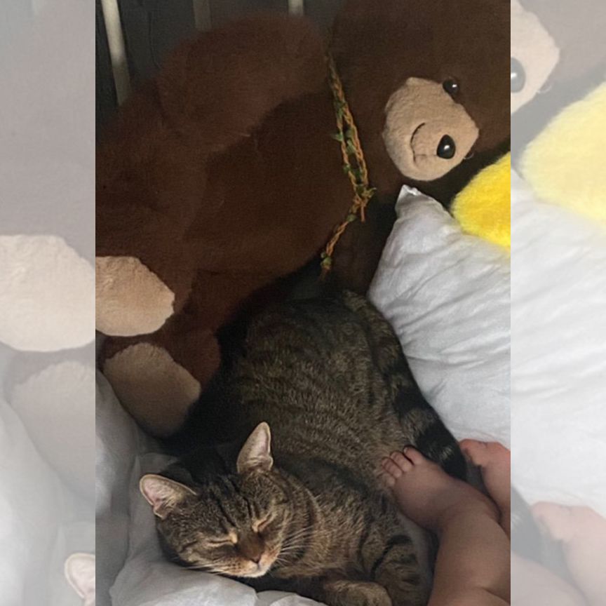 Шотландский прямоухий короткошёрстный, взрослый кот