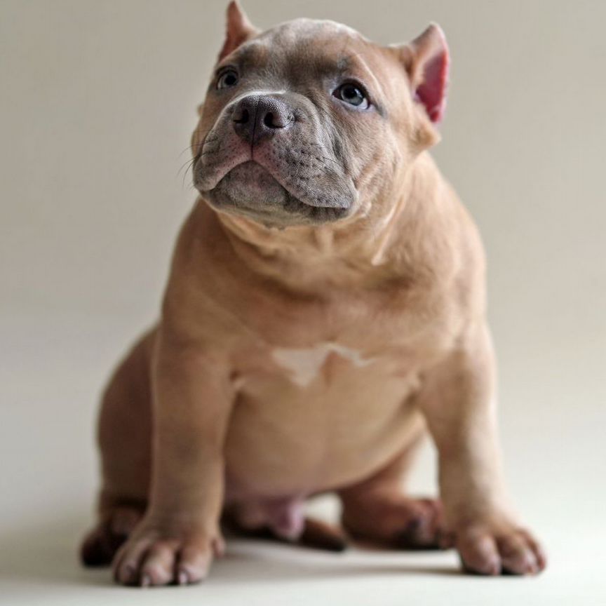 Американский булли, щенок