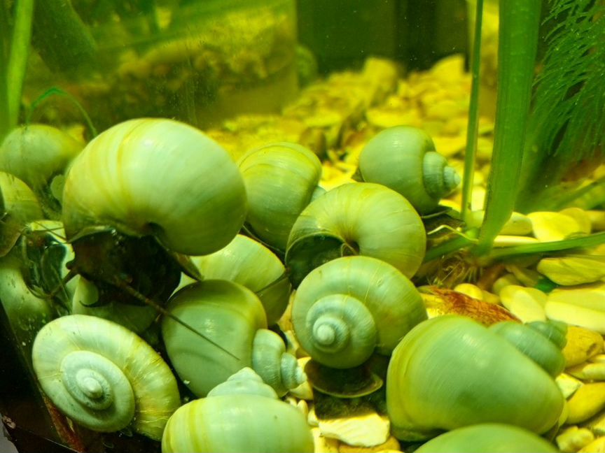 Ампулярии, Хелены, роголистник, валлиснерия, крев