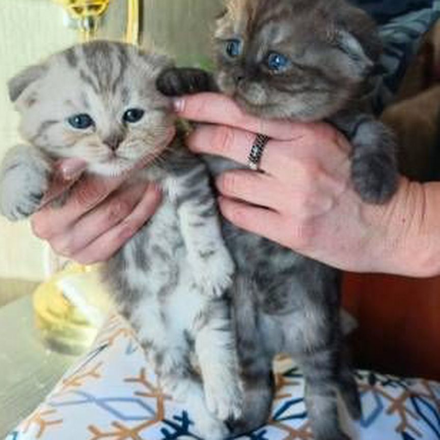 Продам шотландских вислоухих котят