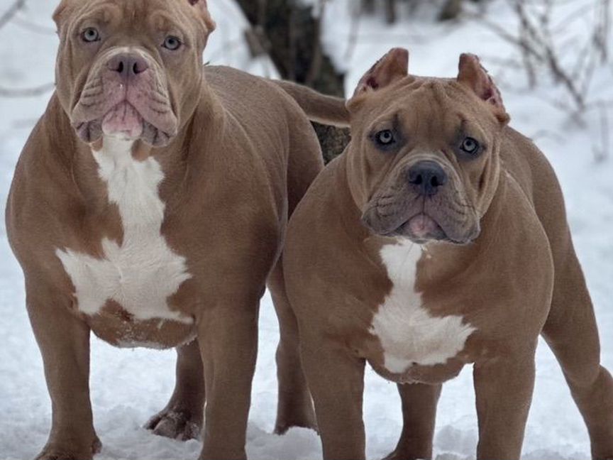 Американский булли