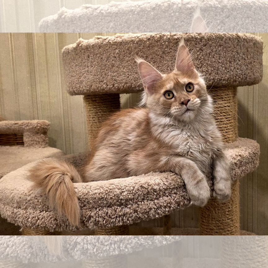 Мейн-кун котёнок