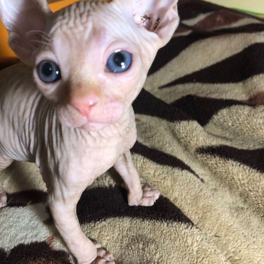 Котик