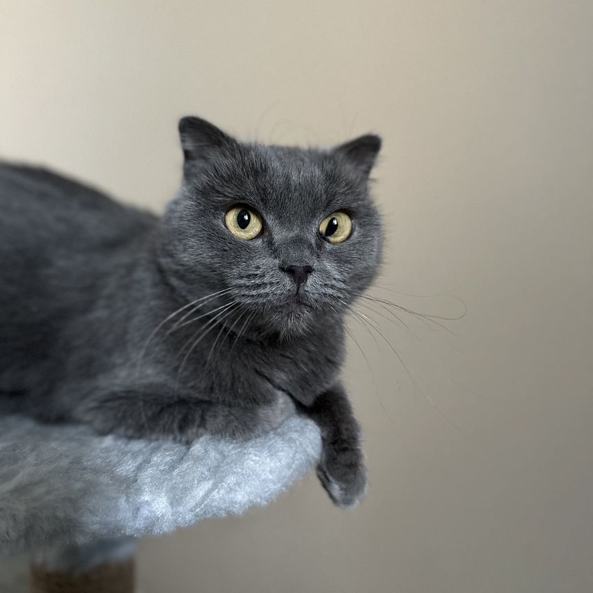 Мускатель ищет семью, где будут любить