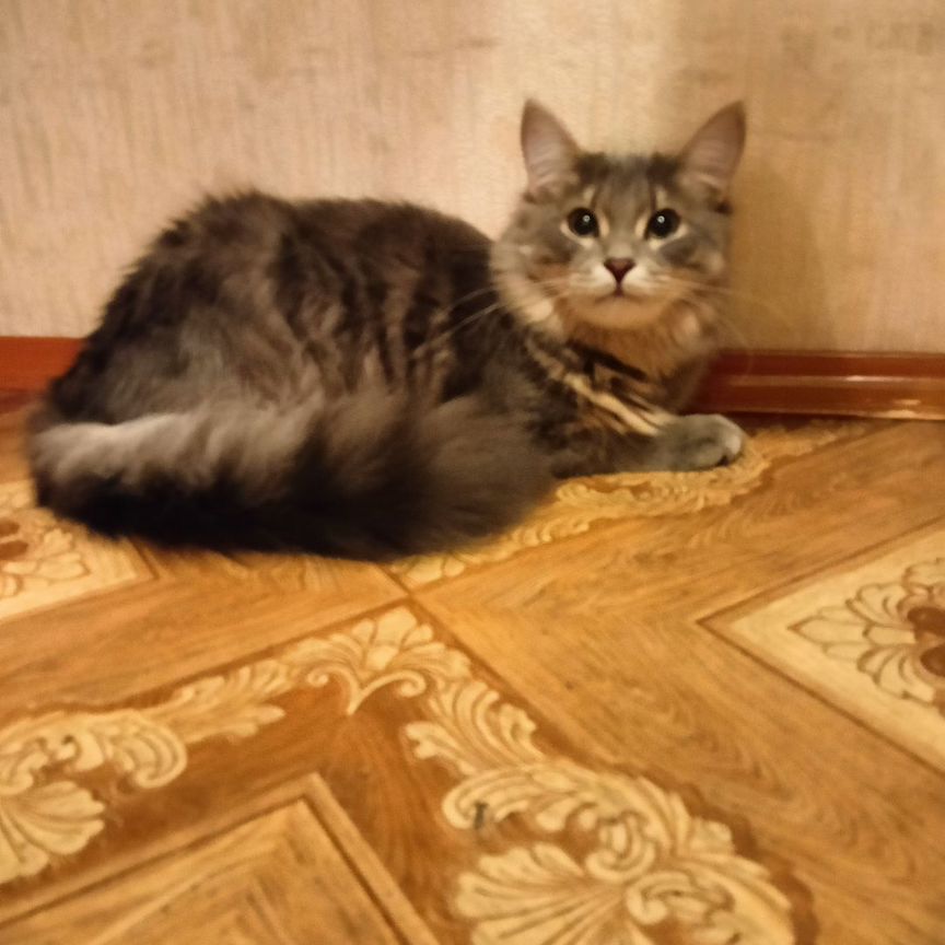 Отдам бесплатно кота 6месяцев,кострирован