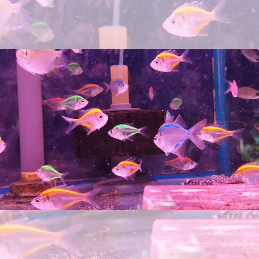 Стеклянные окуни GLO