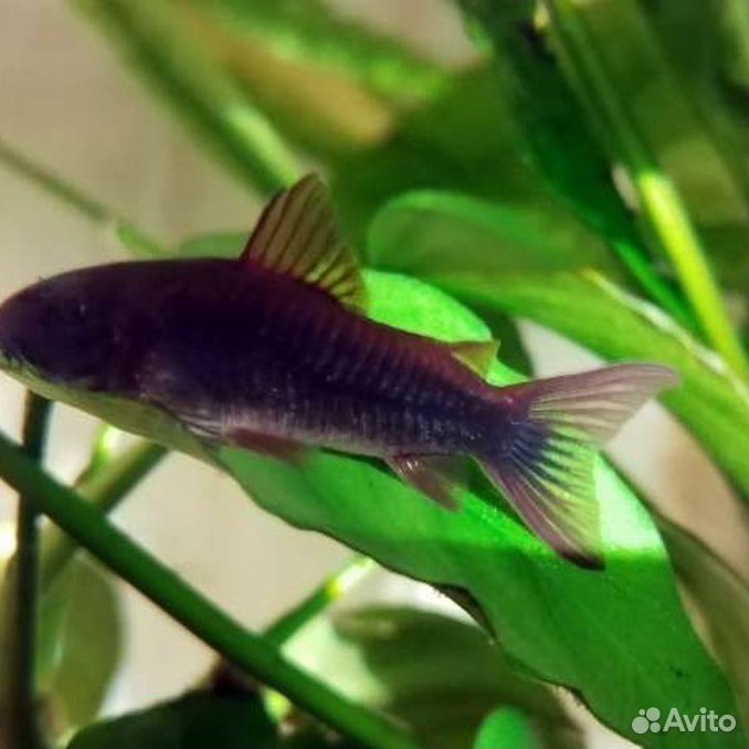 Коридорас венесуэла блэк