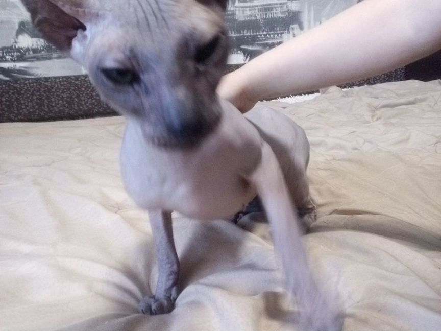 Домашние животные кошки