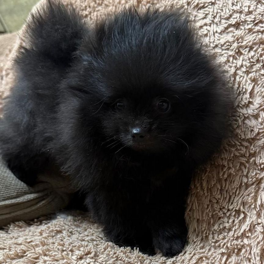 Померанский шпиц, щенок