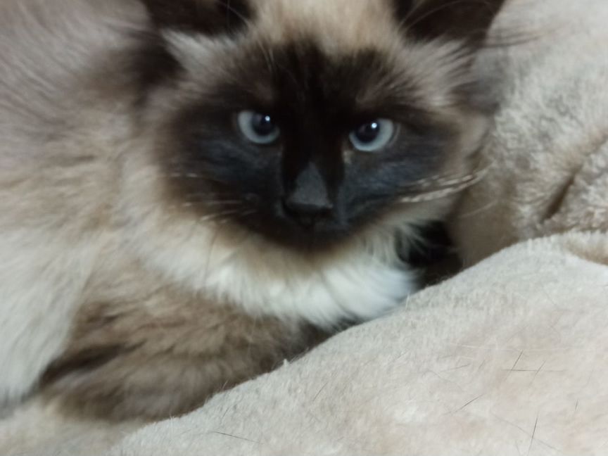 Котенок с приданным и с доставкой